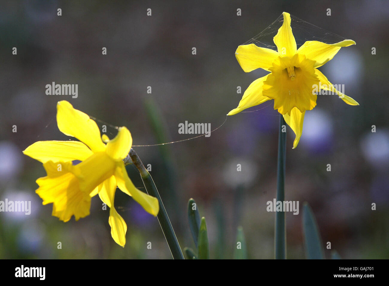 Spring is sprung ever earlier Stock Photo - Alamy