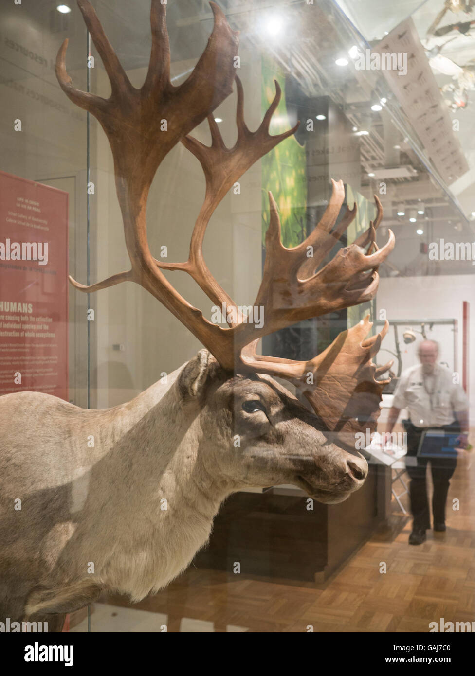 Art exhibits in Royal Ontario Museum, Toronto, Canada Stock Photo - Alamy