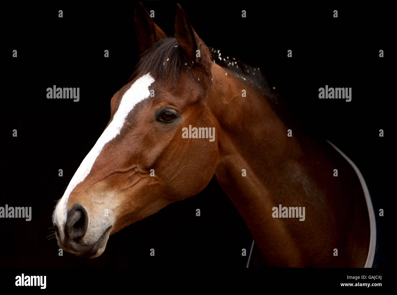 Horse racing visit to paul nicholls stables ditcheat hi-res stock ...