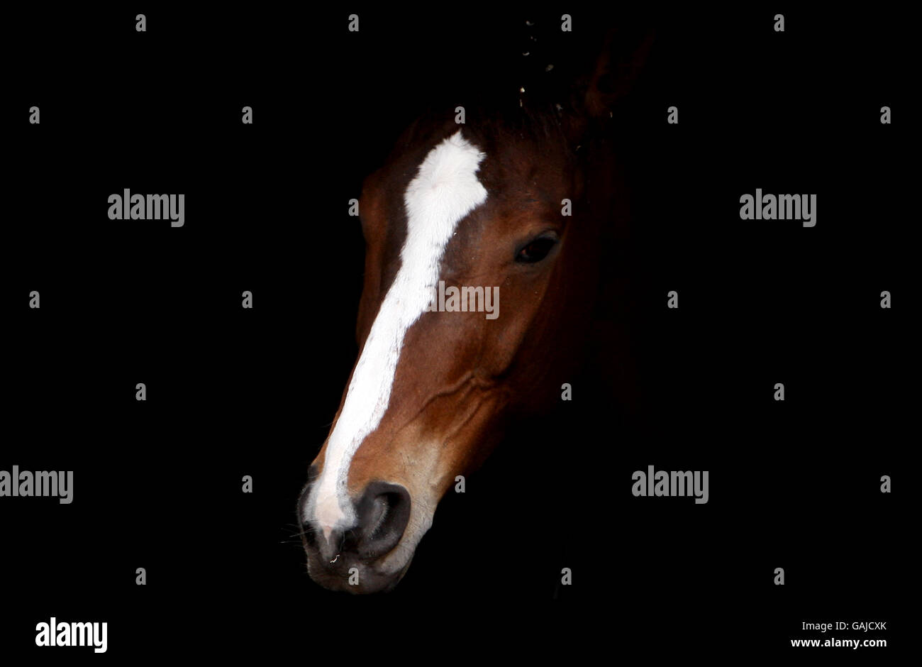 Kauto Star at Paul Nicholls Stables in Ditcheat, Somerset Stock Photo ...