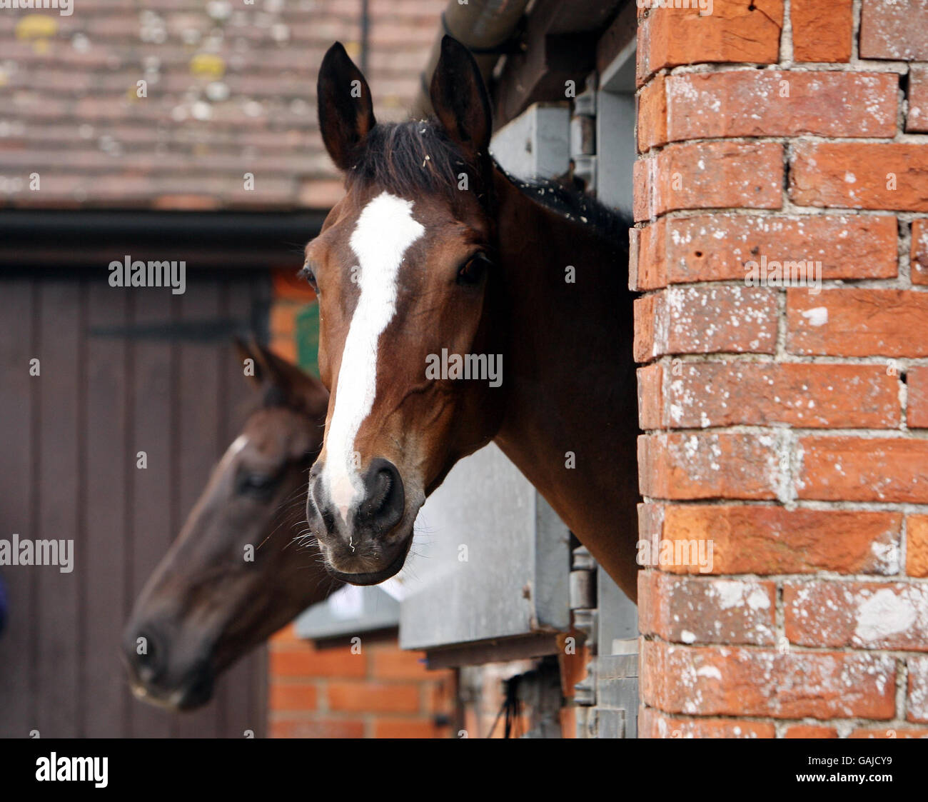 Horse racing visit to paul nicholls stables ditcheat hi-res stock ...