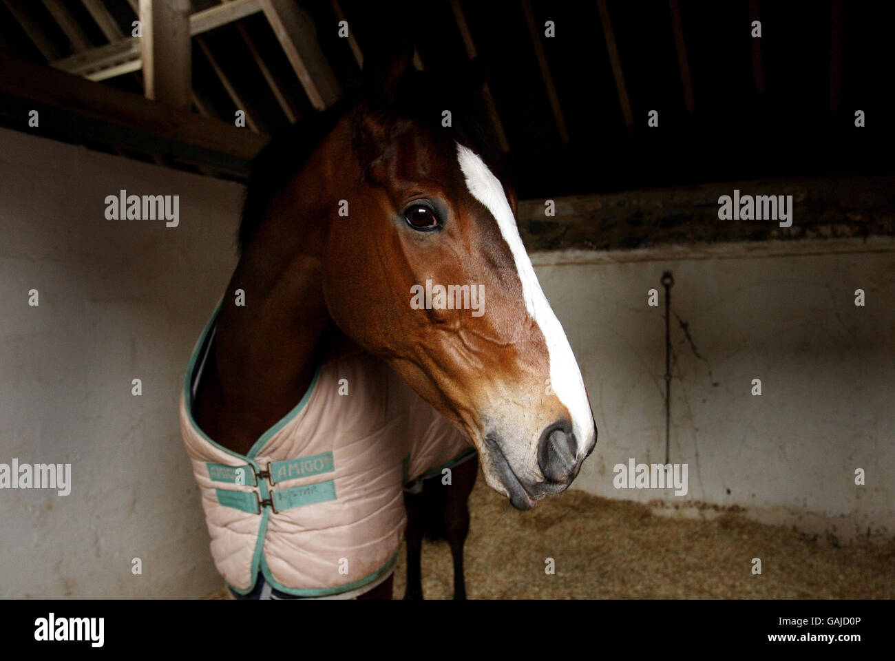 Kauto star stables hi-res stock photography and images - Alamy