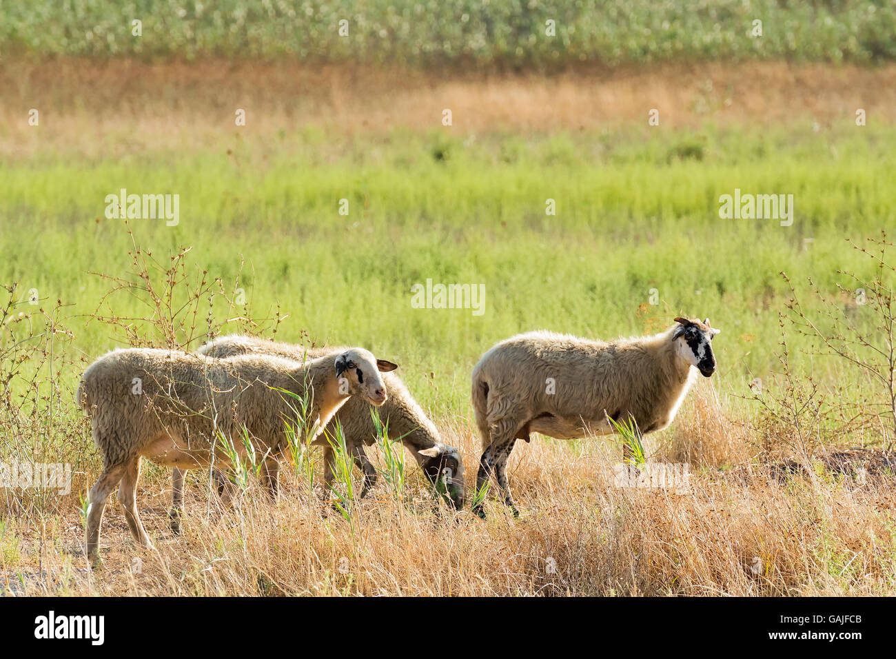 Sheep herd shepherds outside in a meadow Stock Photo - Alamy
