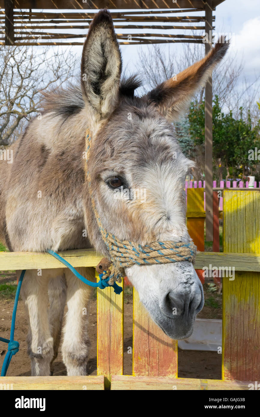 Close up of a donkey hi-res stock photography and images - Alamy