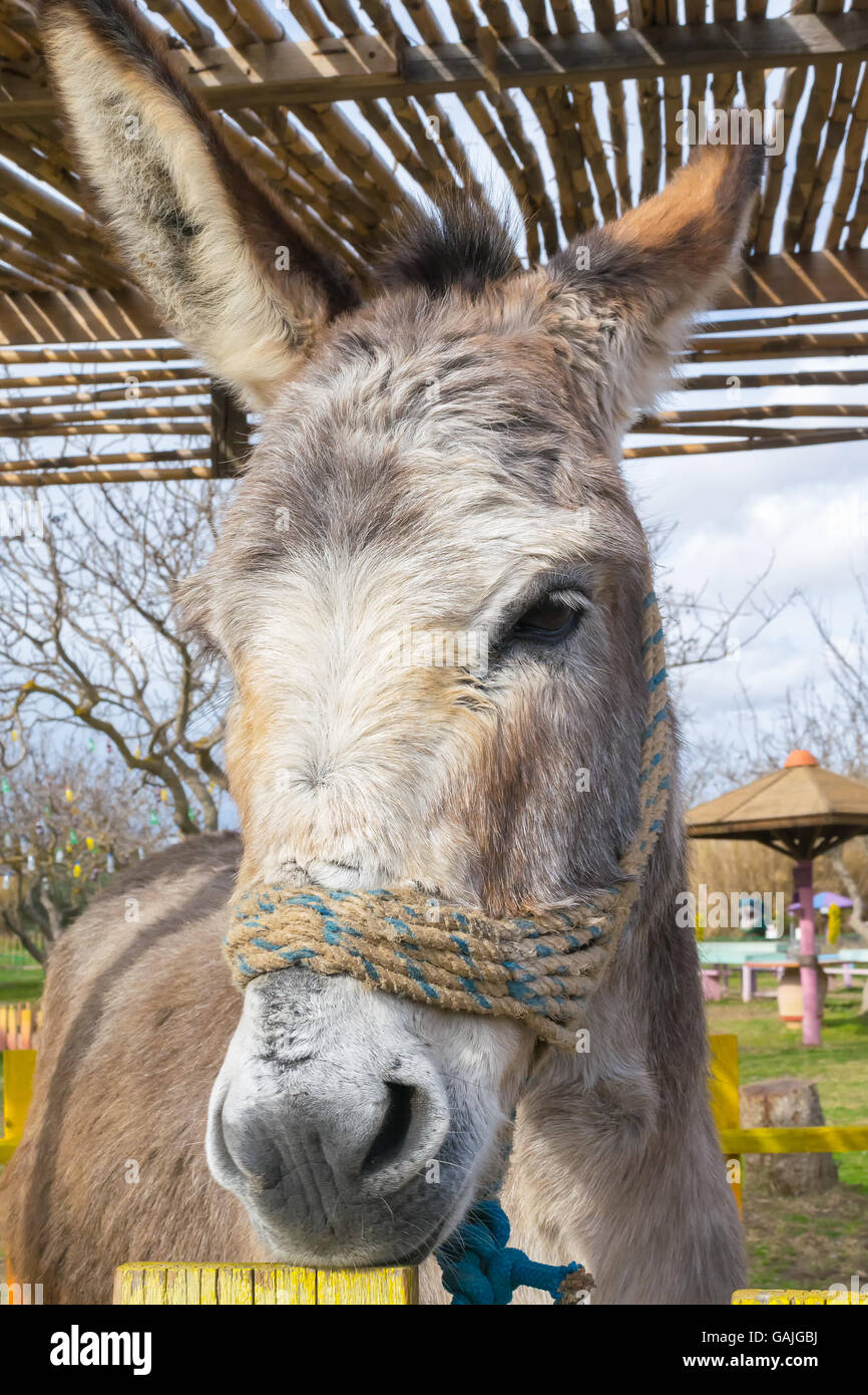 Donkey nose hi-res stock photography and images - Alamy