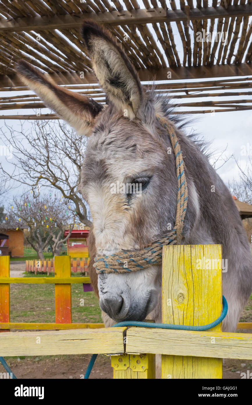 Close up of a cute donkey Stock Photo - Alamy
