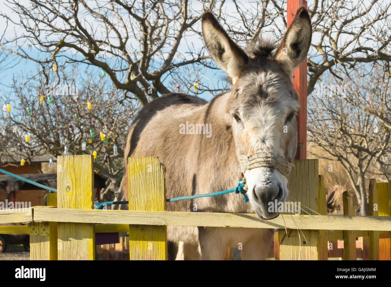 Cute donkey hi-res stock photography and images - Alamy