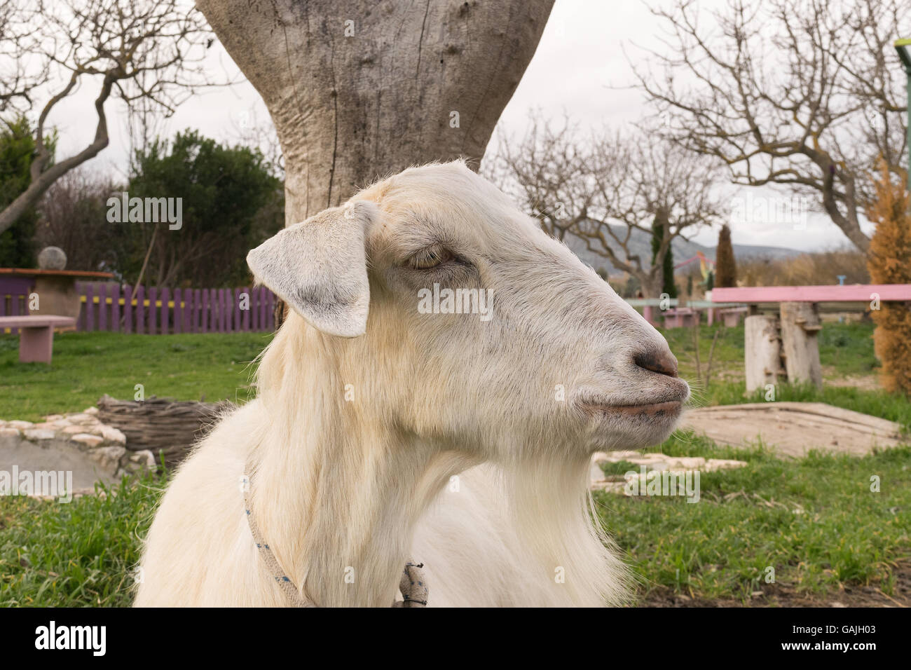 Close up of a goat resting at a park Stock Photo - Alamy