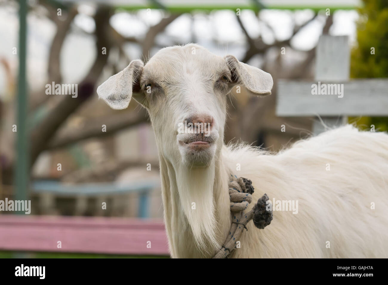 Beautiful goat portrait at a park Stock Photo - Alamy