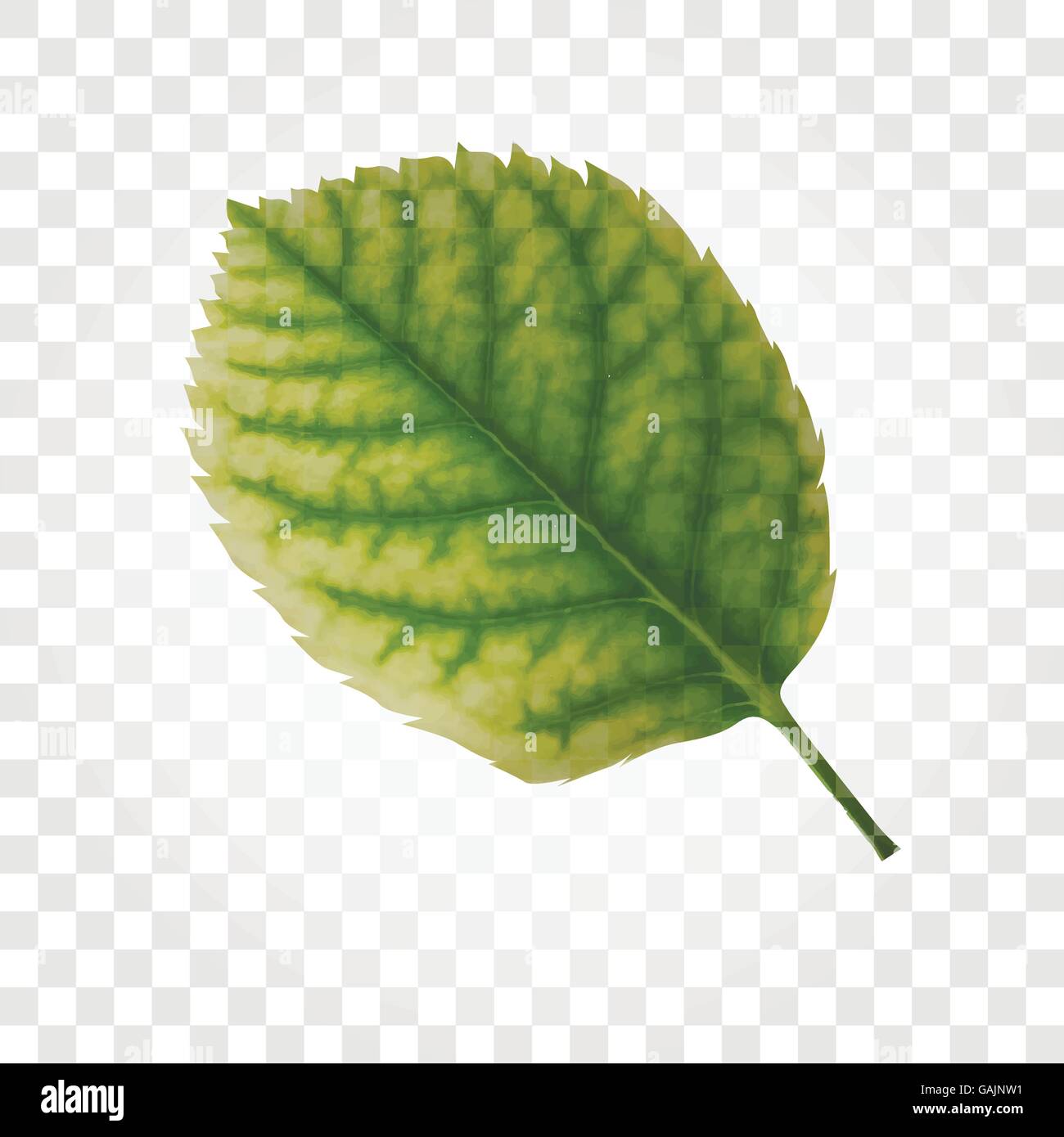 Isolated green color leaf vector logo. Abstract spring symbol. Simple ...