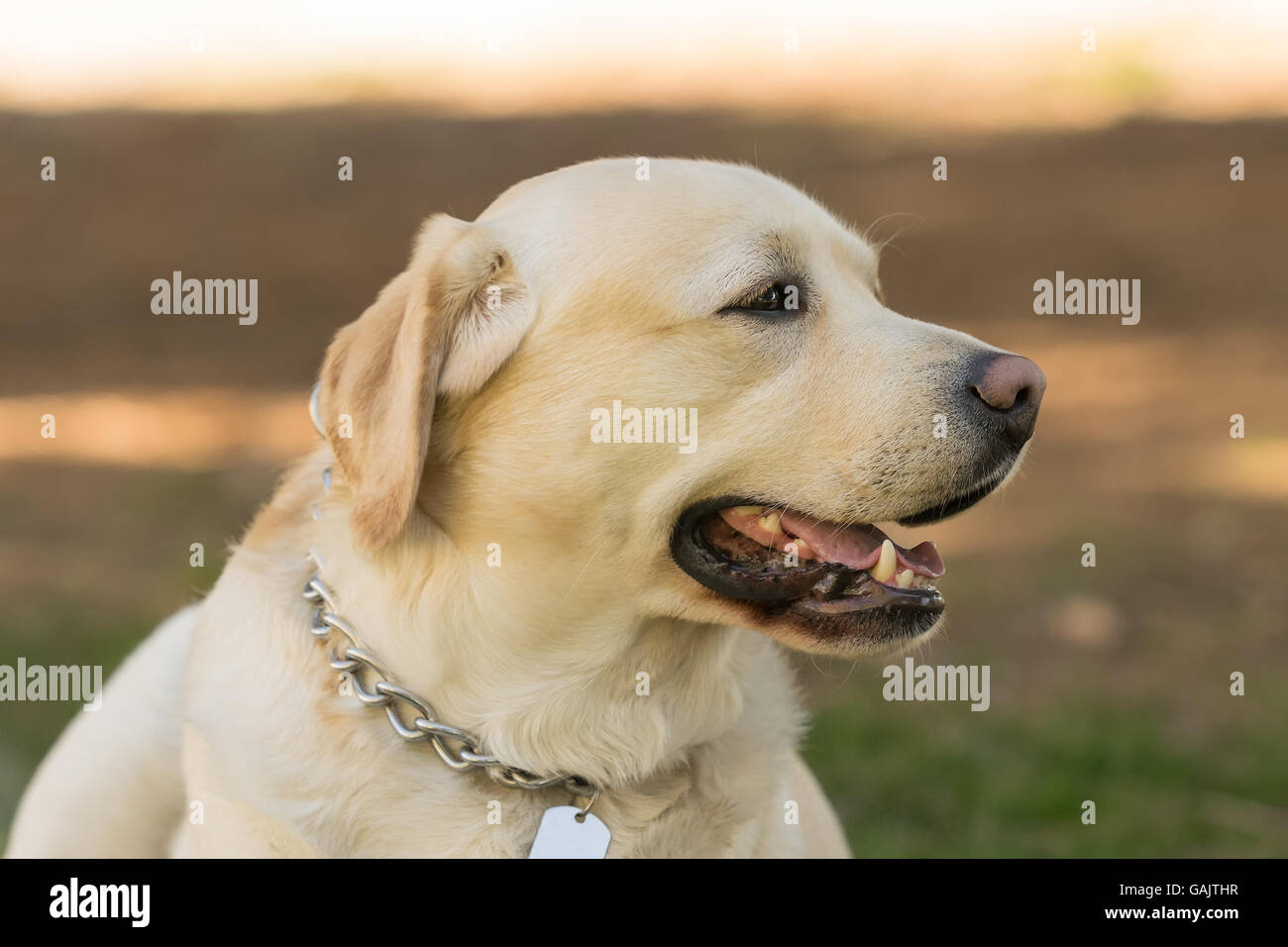 Happy labrador dog hi-res stock photography and images - Alamy