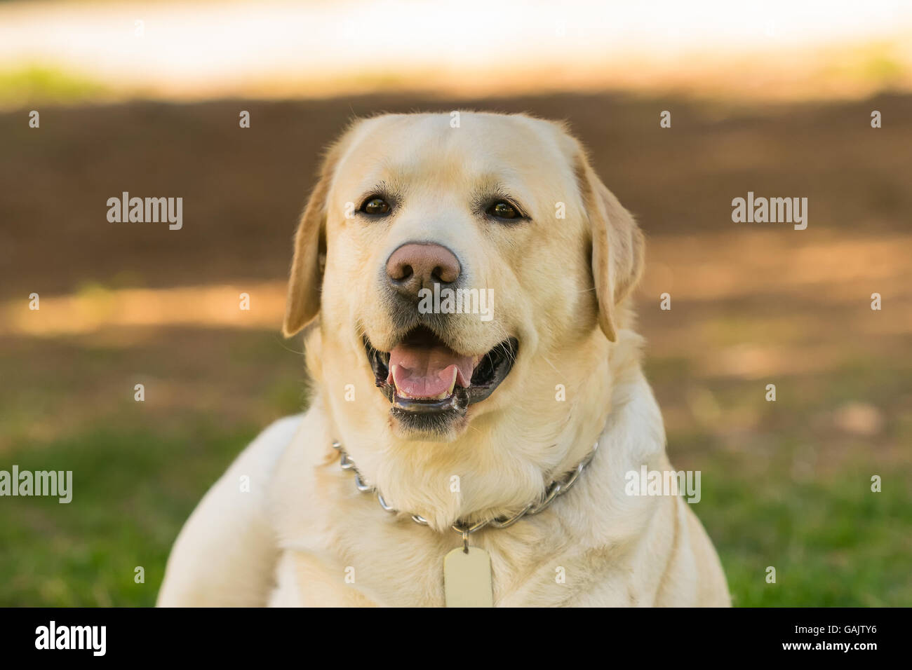 Labrador dog portrait Stock Photo - Alamy