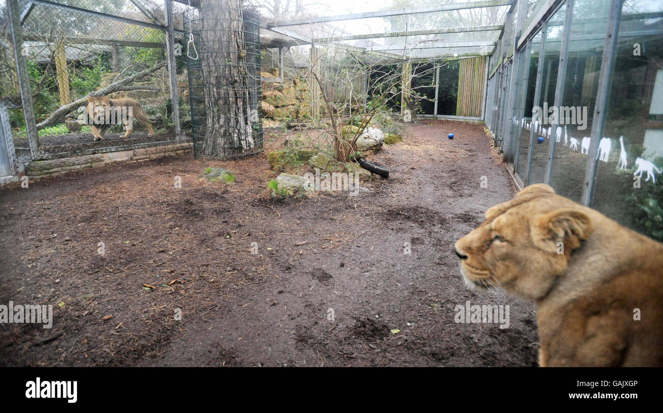 Bottom of a lion hi-res stock photography and images - Alamy