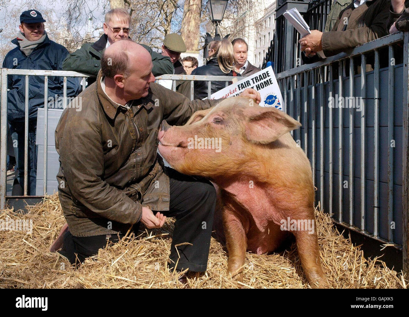 British pig farmer Hugh Crabtree with Winnie, his 9 year old sow, in a ...