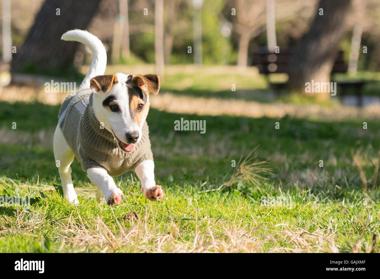 Happy jack hi-res stock photography and images - Alamy