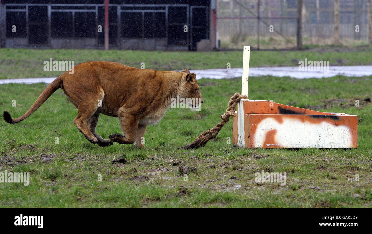 Lion buggy hi-res stock photography and images - Alamy