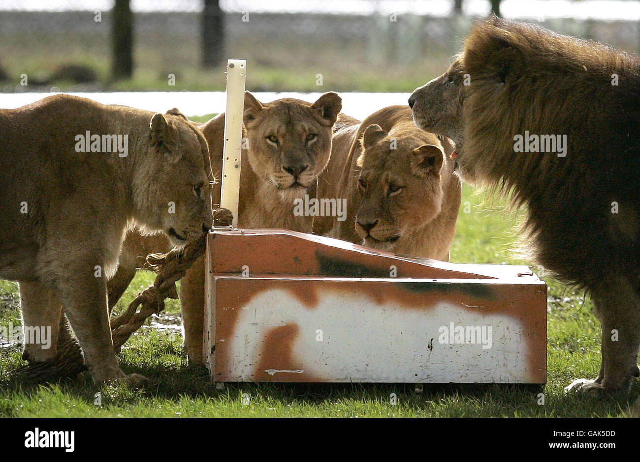Lion buggy hi-res stock photography and images - Alamy