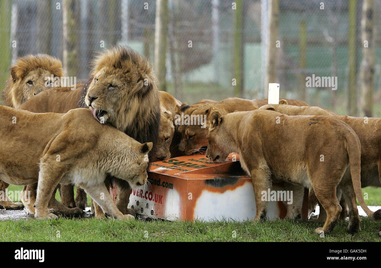 Lion Buggy High Resolution Stock Photography and Images - Alamy