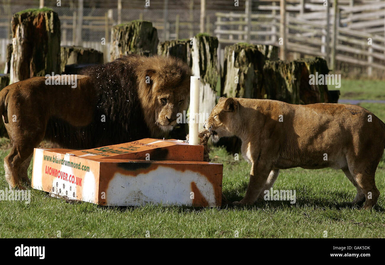 Lion Buggy High Resolution Stock Photography and Images - Alamy