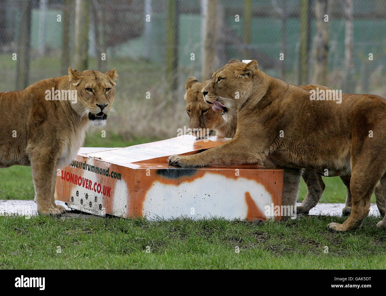Lion Rover 3, a remote controlled alternative to live prey, measuring ...