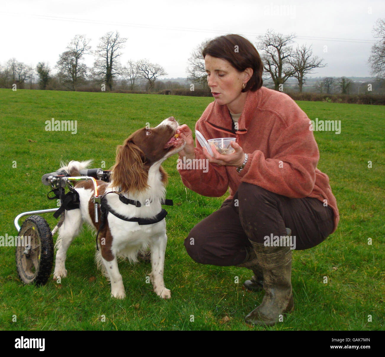 English springer spaniel max hi-res stock photography and images - Alamy