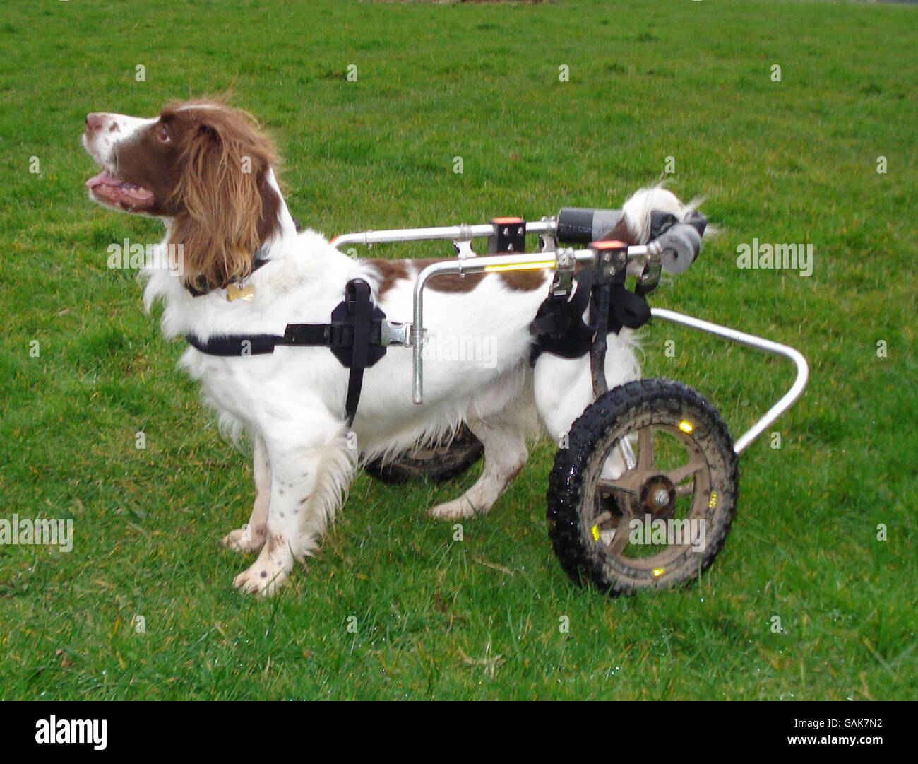 Police dog on wheels Stock Photo - Alamy