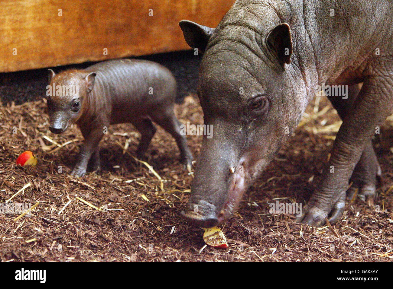 Baby Babirusa
