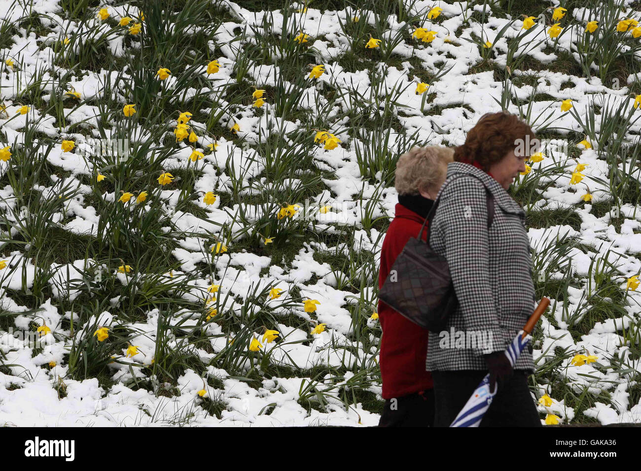 Dafodils covered in snow in york hi-res stock photography and images ...