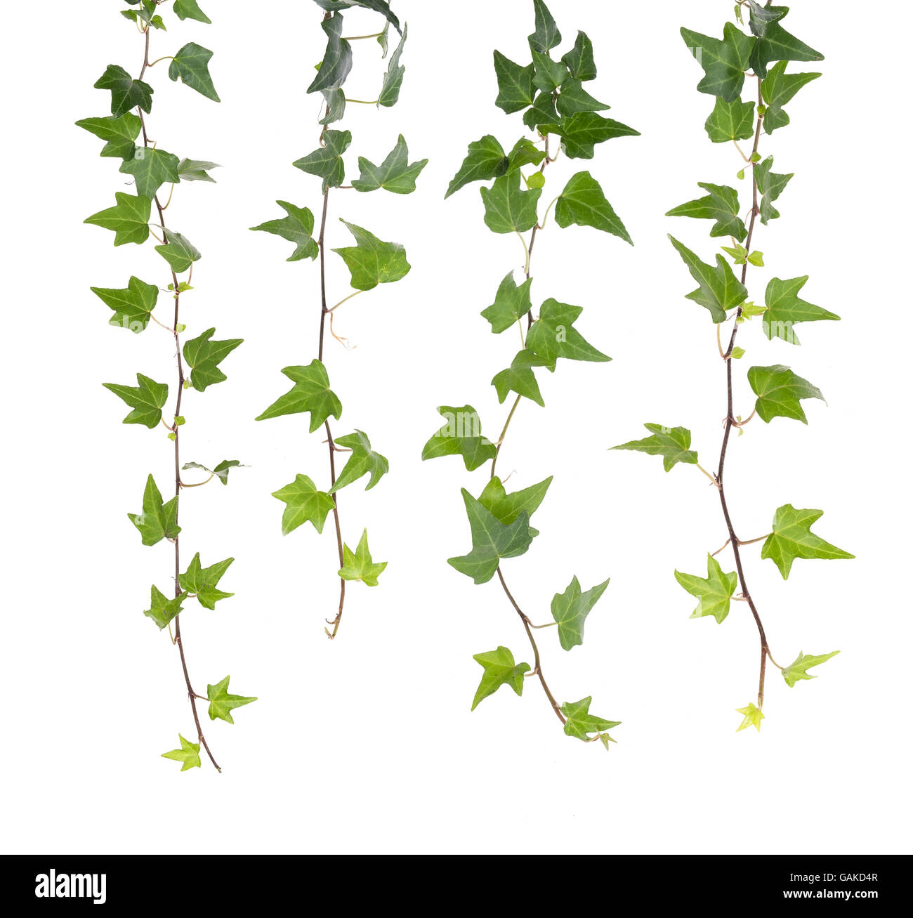 ivy leaves isolated on a white background Stock Photo - Alamy