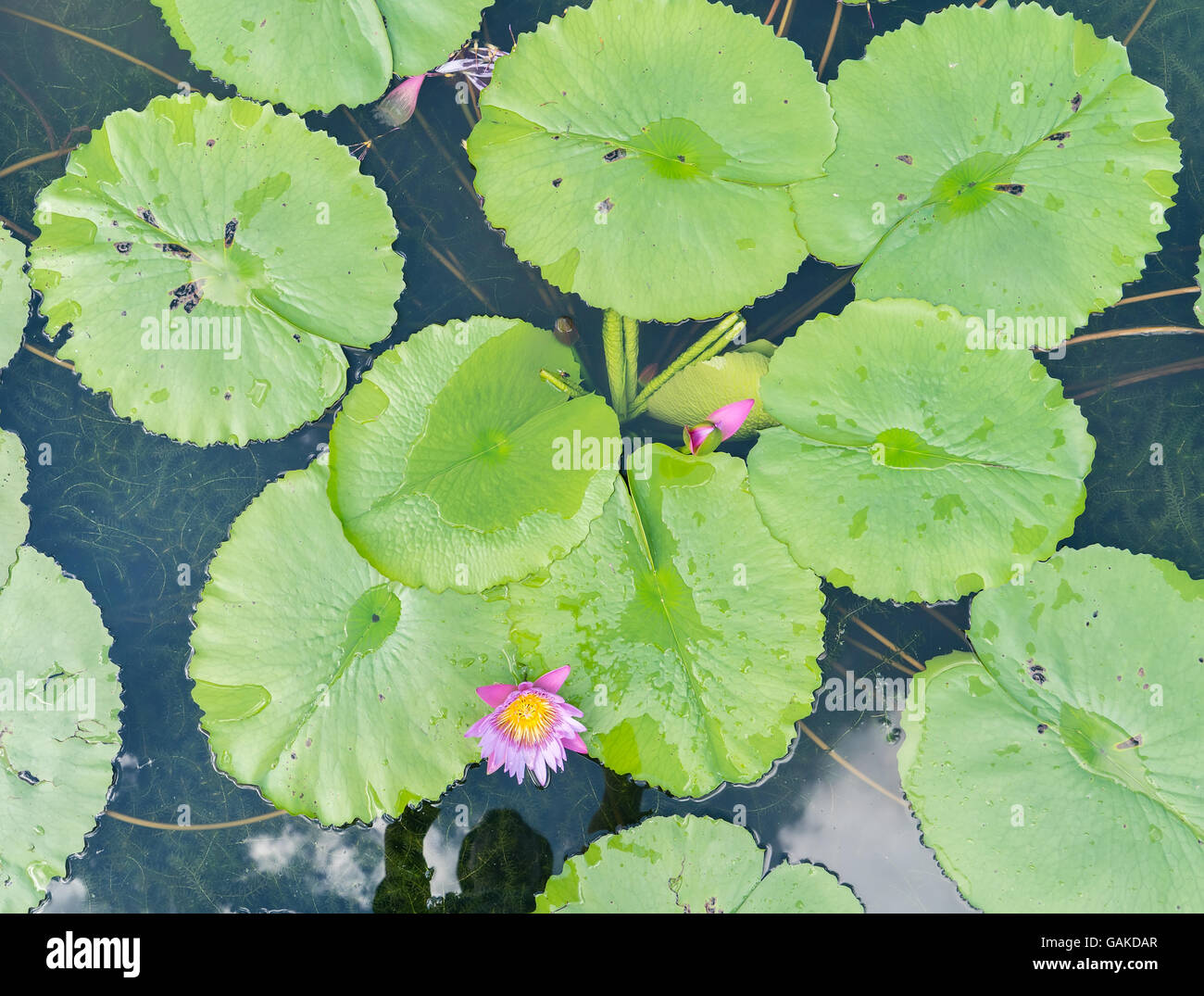 Water Lily Leaf Texture