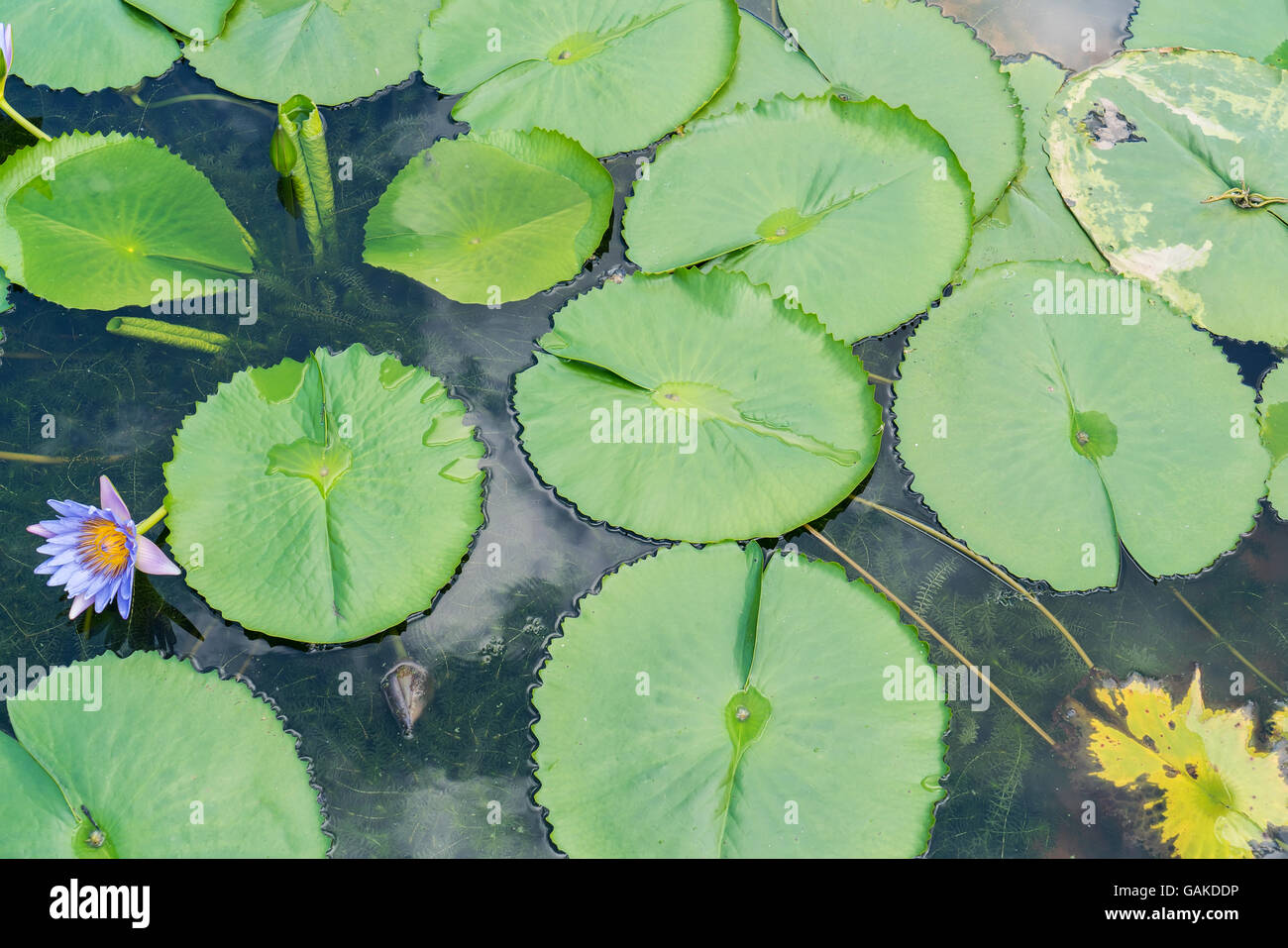 Texture with leaves of water lilies Stock Photo - Alamy