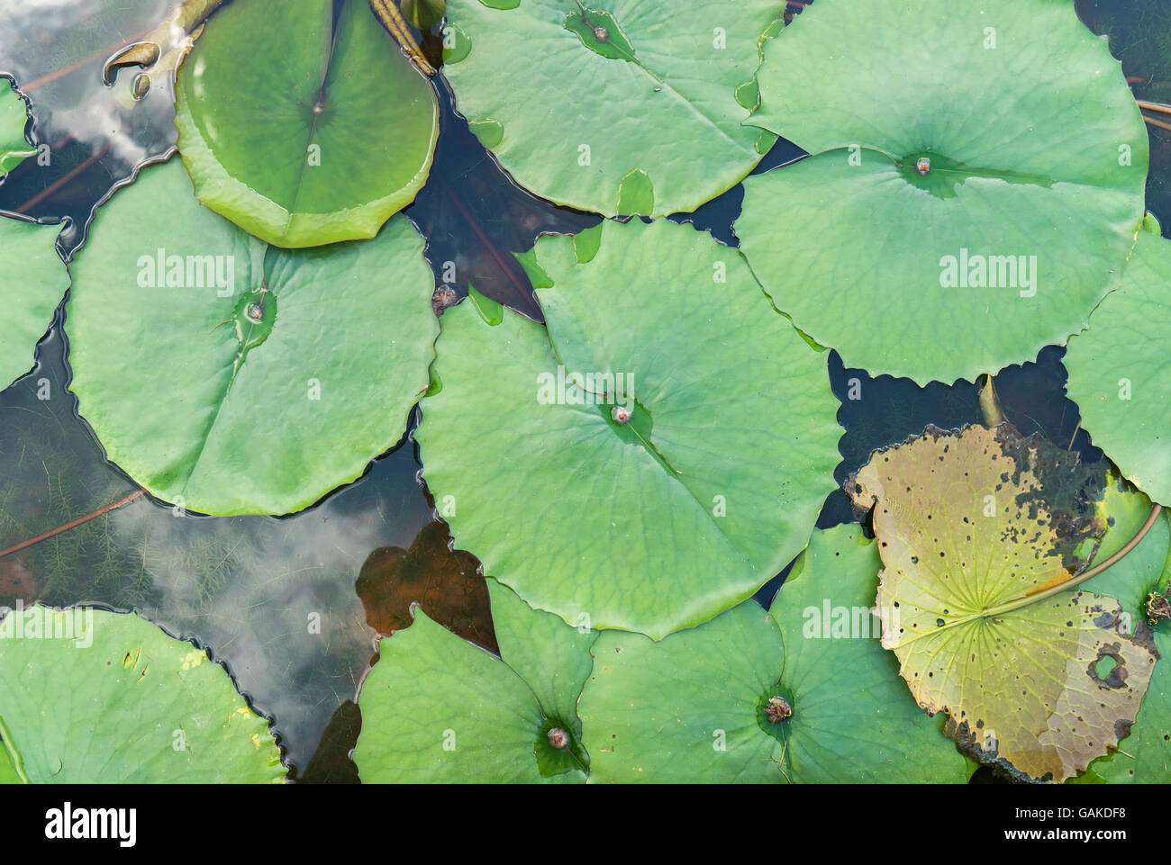 Texture with leaves of water lilies Stock Photo - Alamy