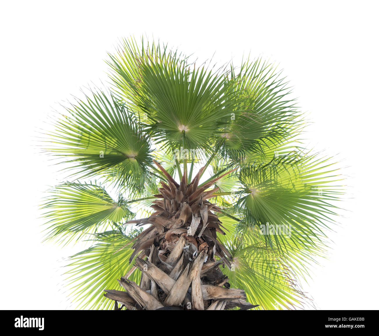Borassus flabellifer,Sugar palm, Cambodian palm isolated on white ...