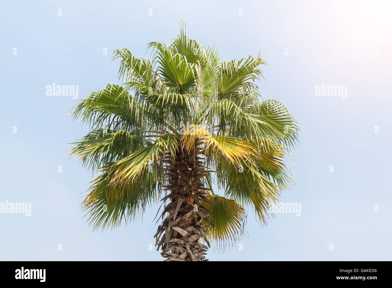 Borassus flabellifer,Sugar palm, Cambodian palm isolated on white ...