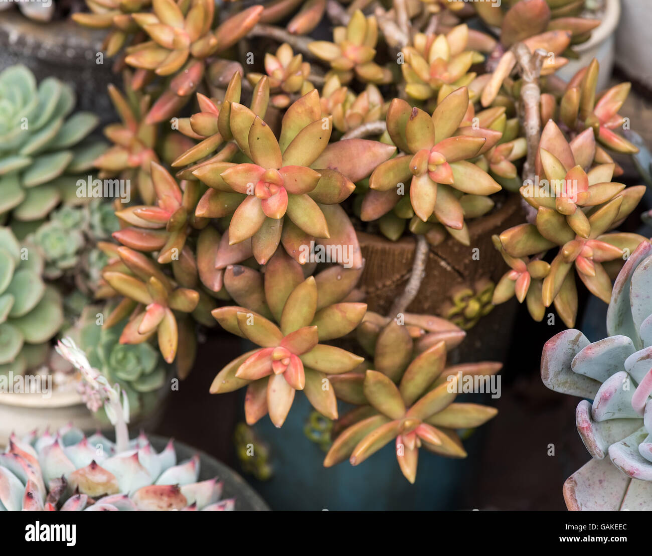 Miniature succulent plants Stock Photo - Alamy