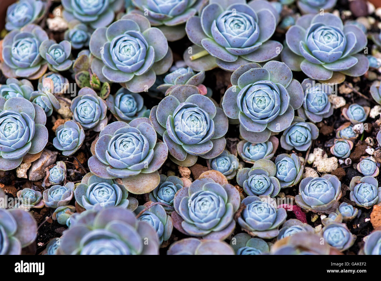 Miniature succulent plants Stock Photo - Alamy