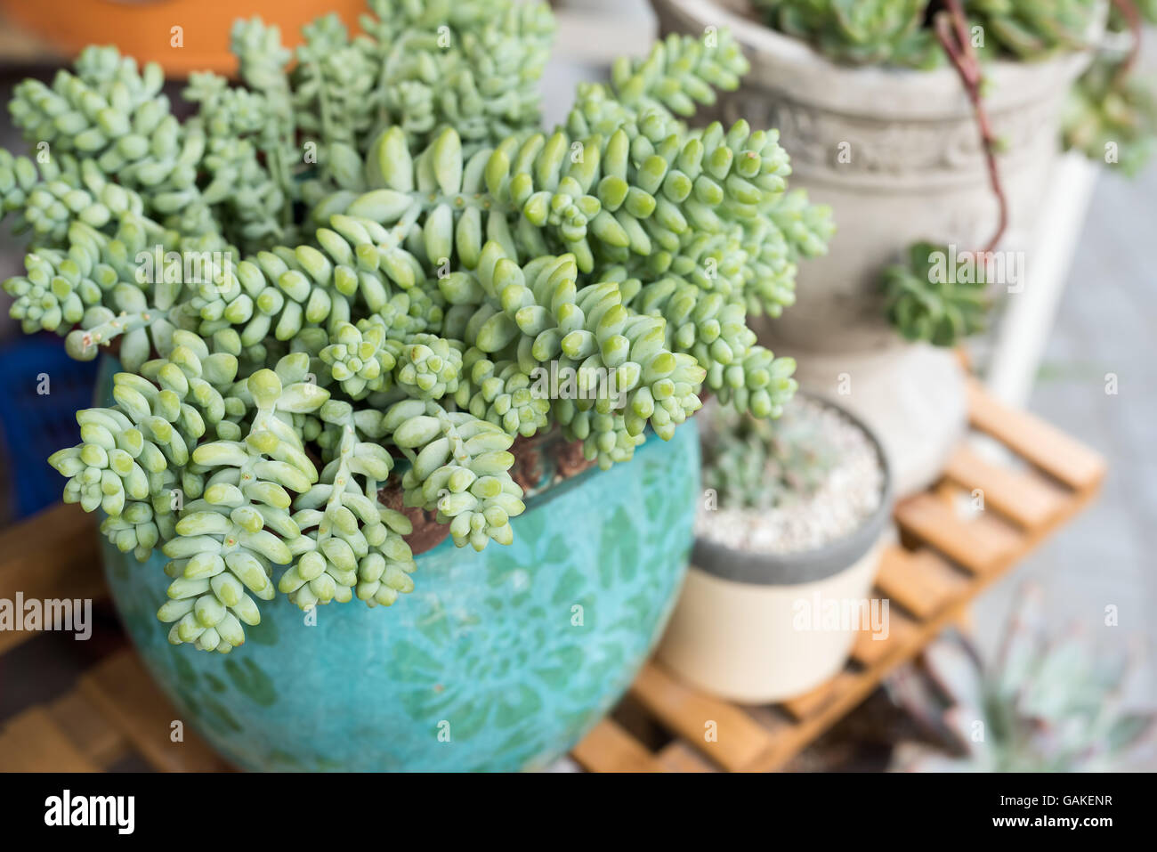 Miniature succulent plants Stock Photo - Alamy