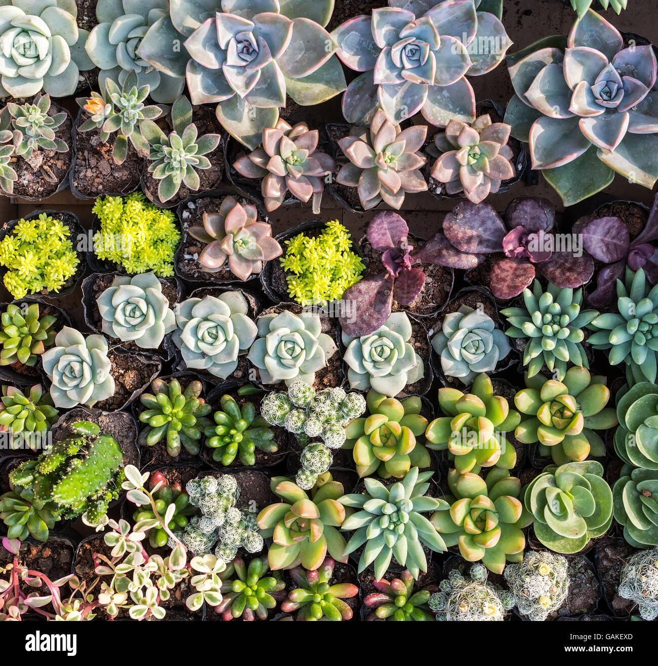 Miniature succulent plants Stock Photo - Alamy