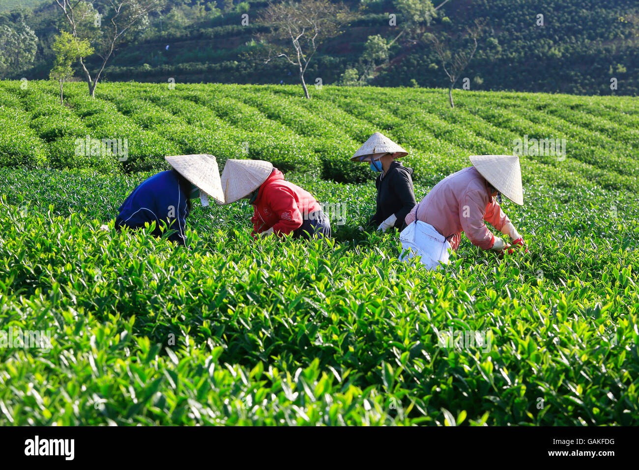A group of farmers picking tea on a summer afternoon in Cau Dat tea ...