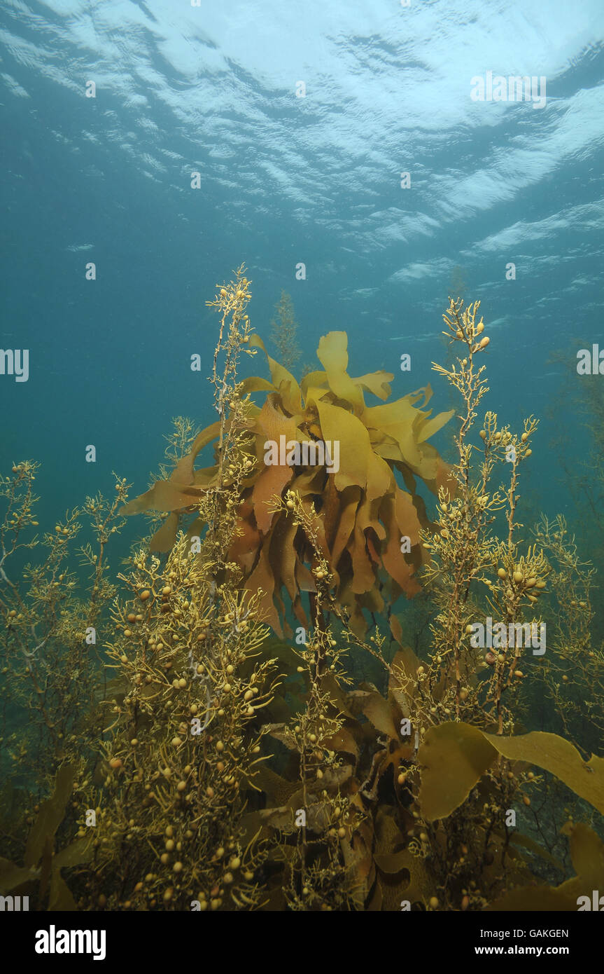 Seaweed in clear water of Matheson Bay Stock Photo - Alamy
