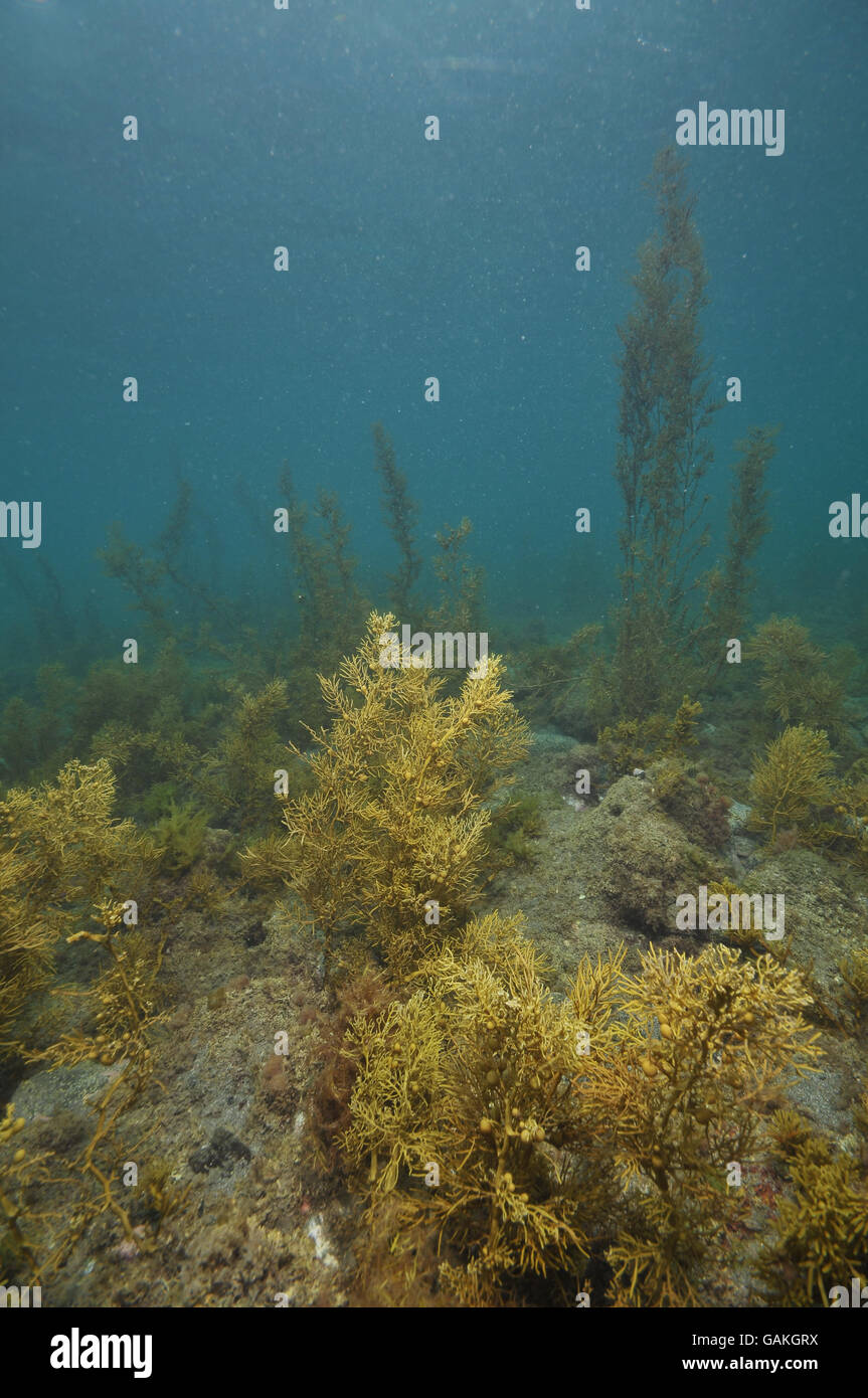 Brown seaweed hi-res stock photography and images - Alamy