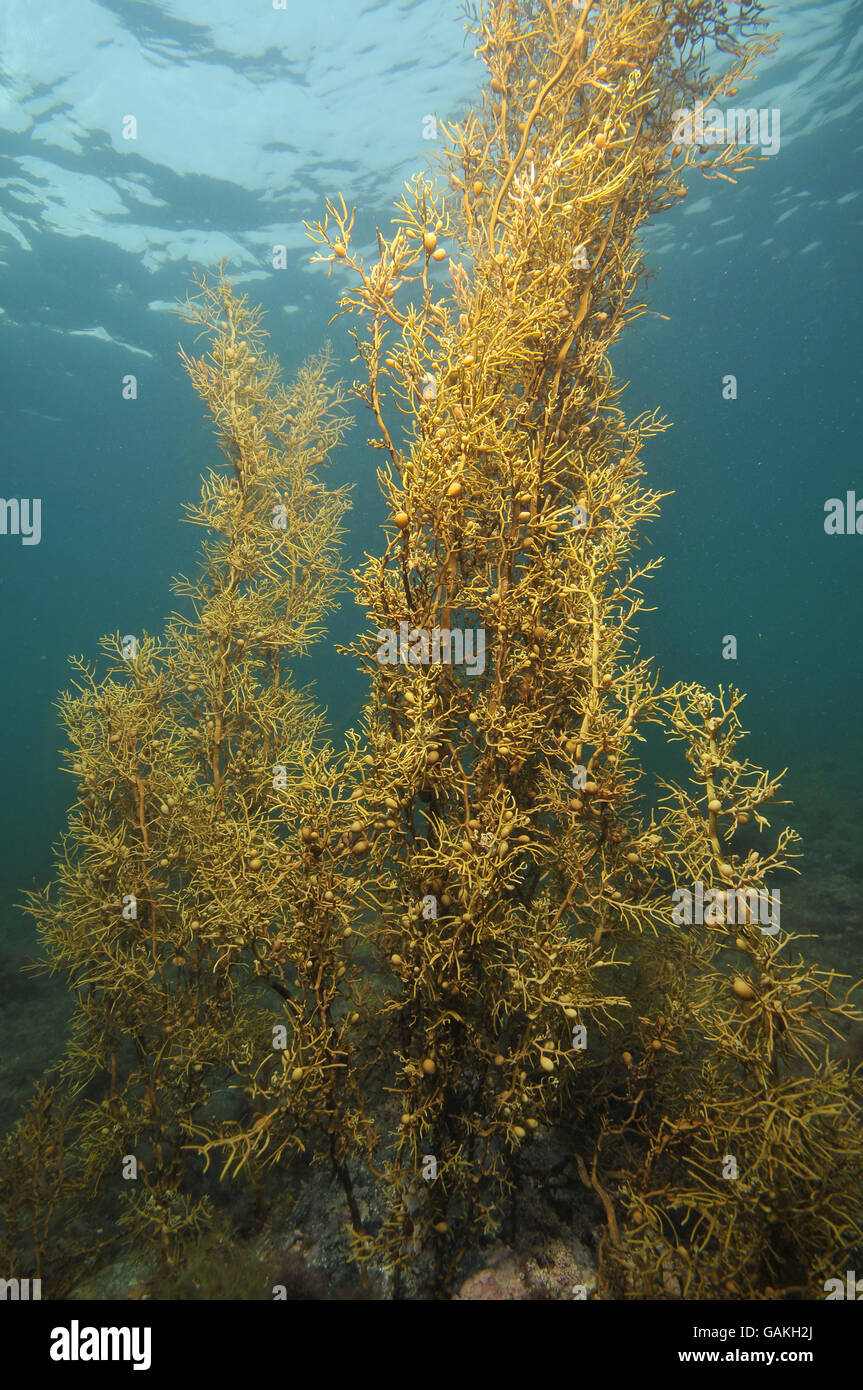 Brown seaweed in shallow water Stock Photo - Alamy