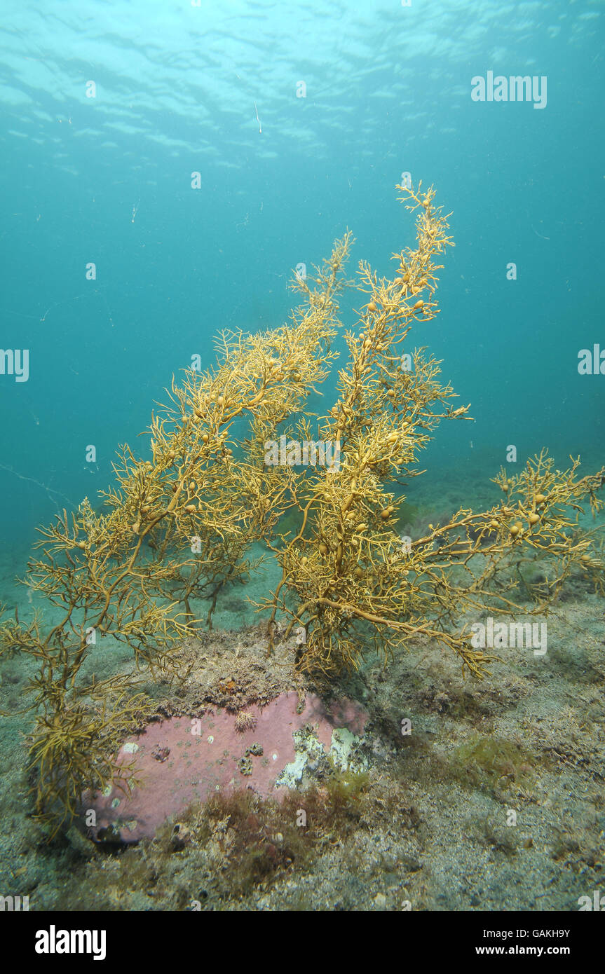 Brown seaweed bent in current Stock Photo - Alamy
