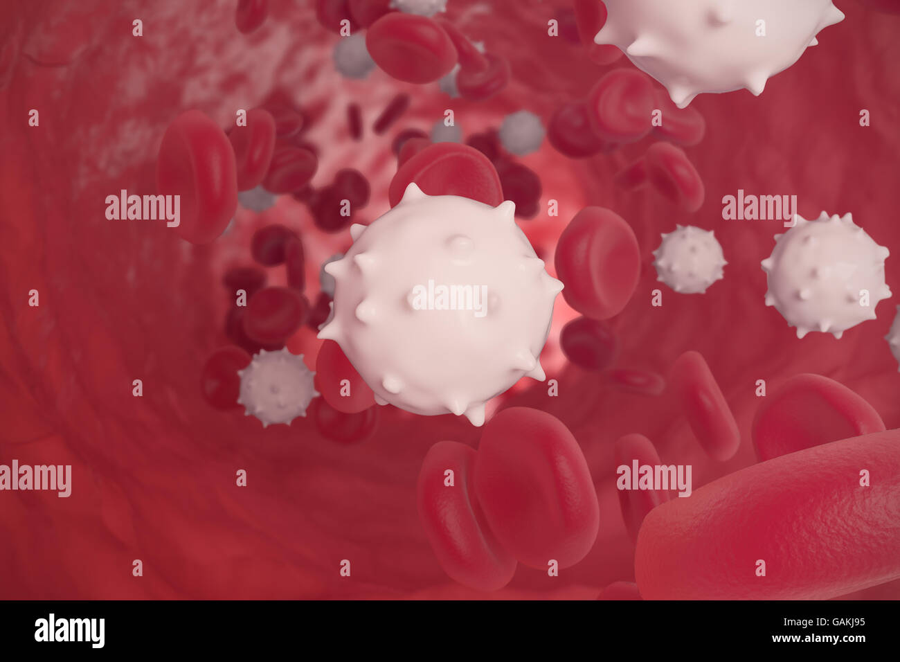Red and white blood cells in cut flowing through veins, scientific ...