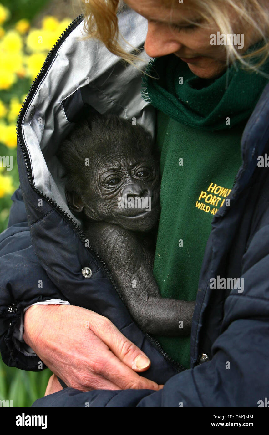 Tia, a six-week-old female gorilla is comforted by Head Gorilla Keeper ...