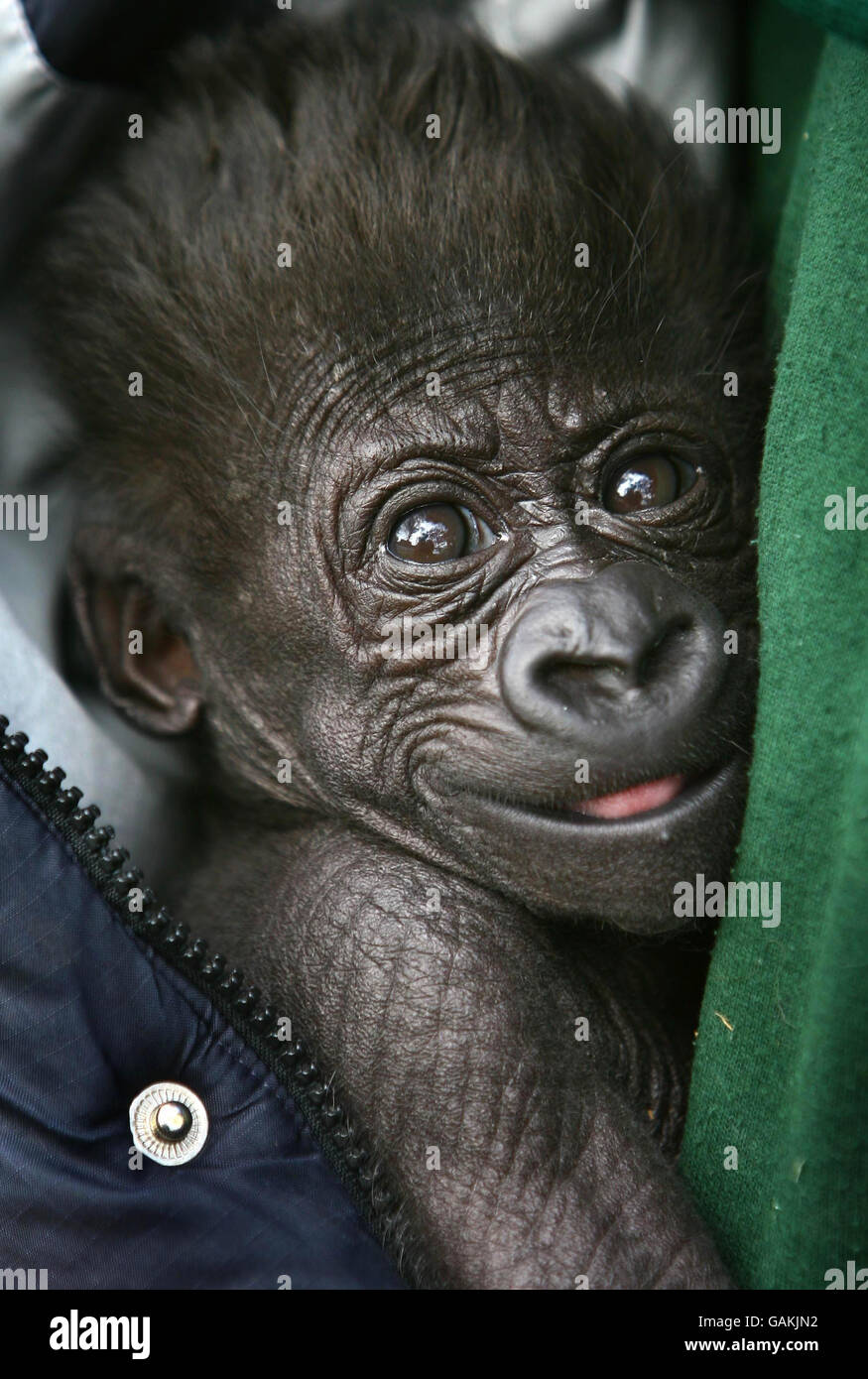 Wallpapers Animals Gorilla Animal Western Lowland Gorilla Pictures