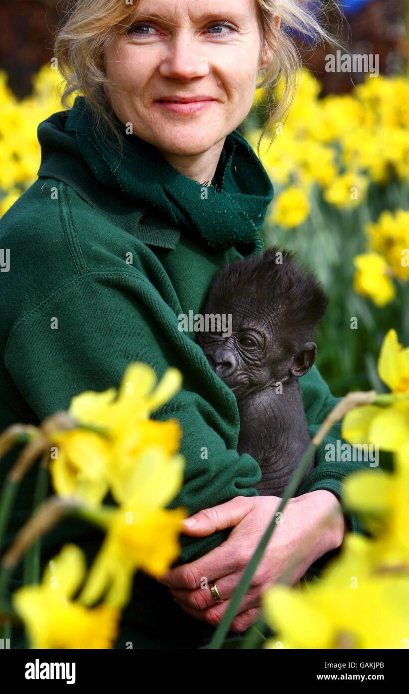 Tia, a six-week-old female gorilla is comforted by Head Gorilla Keeper ...