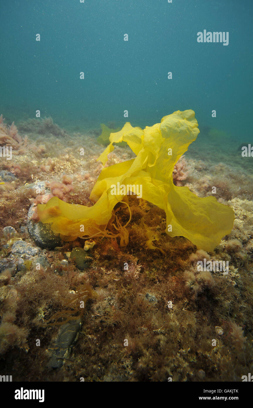 Piece of translucent brown-yellow kelp on flat bottom Stock Photo - Alamy