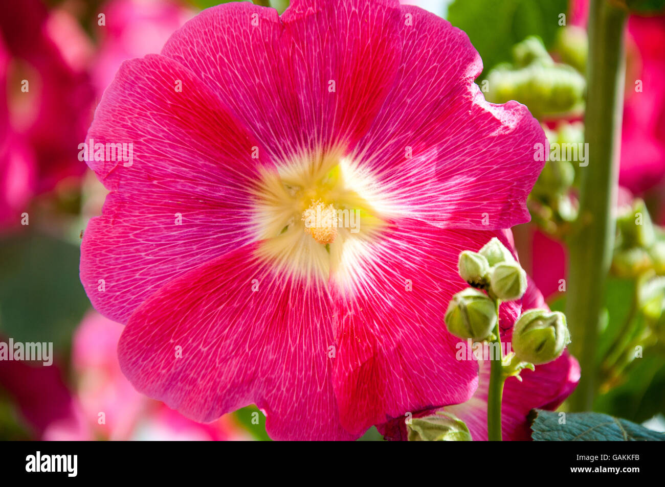 Malva flower red color in hot summer day Stock Photo - Alamy