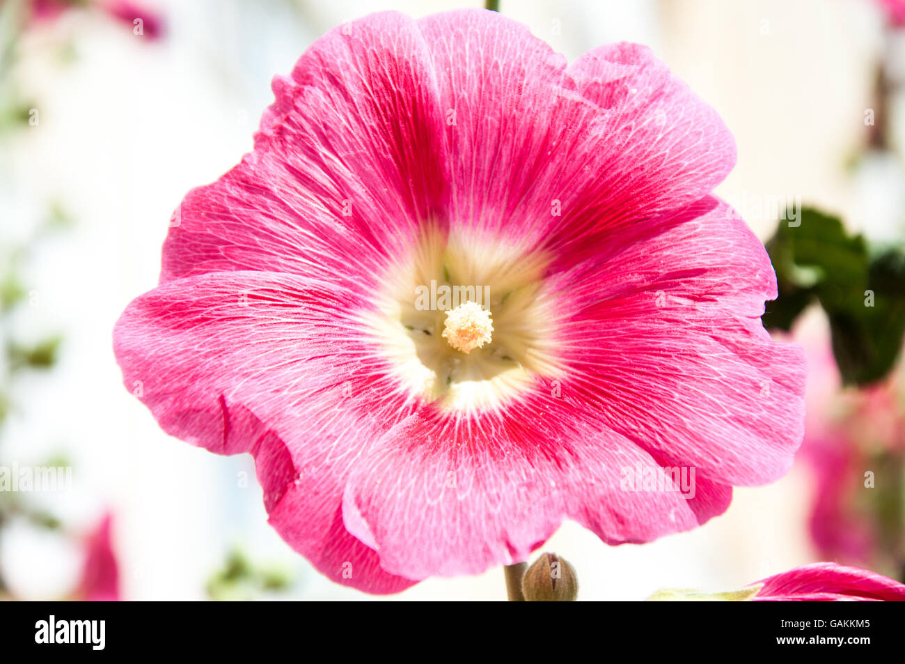 Malva flower red color in hot summer day Stock Photo - Alamy